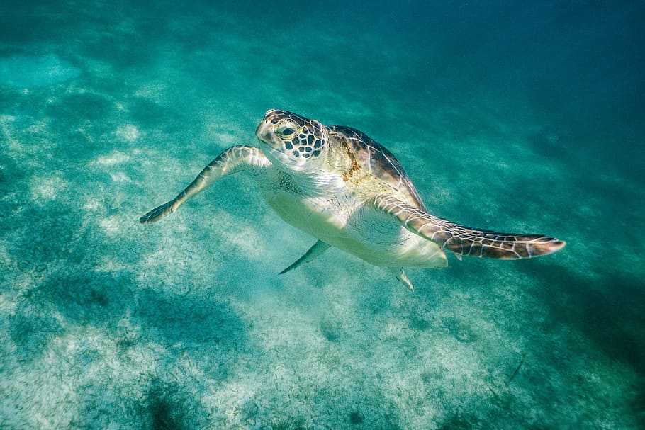 What to expect on your trip to the Dry Tortugas National Park
